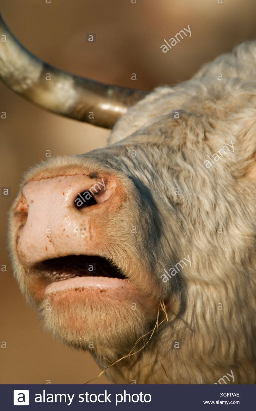 Bellowing Cow High Resolution Stock Photography and Images - Alamy