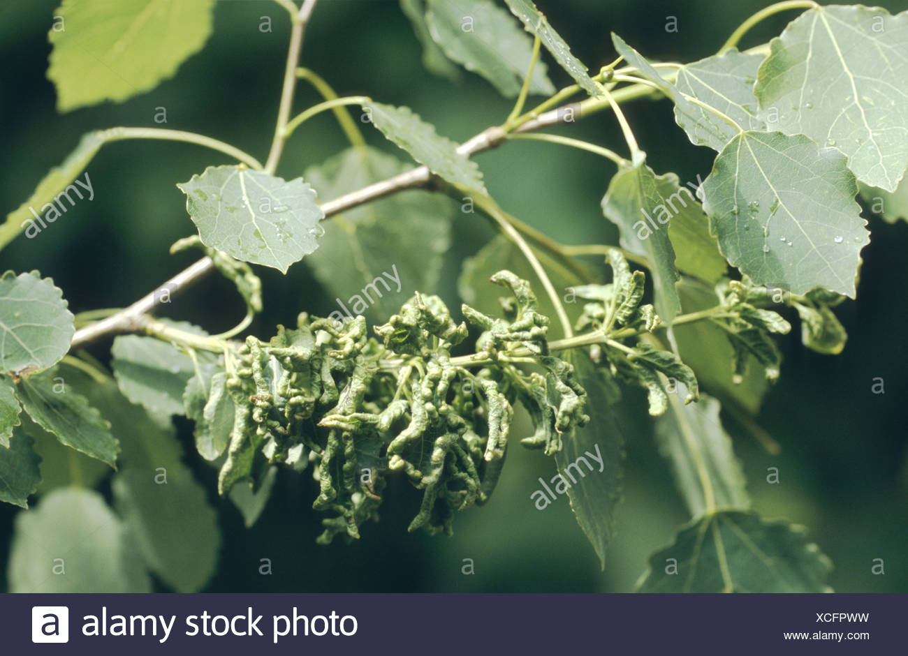 Aspen Seed High Resolution Stock Photography and Images - Alamy