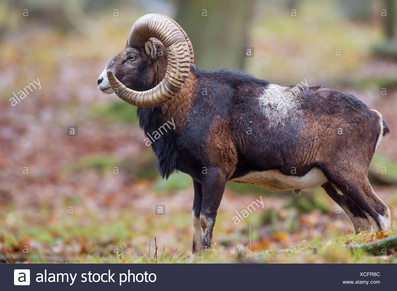 Male Mouflon High Resolution Stock Photography and Images - Alamy