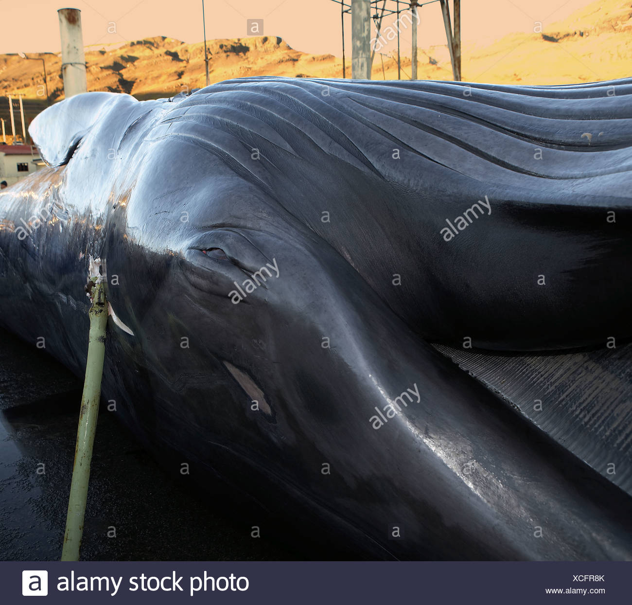 Whale Harpoon High Resolution Stock Photography and Images - Alamy