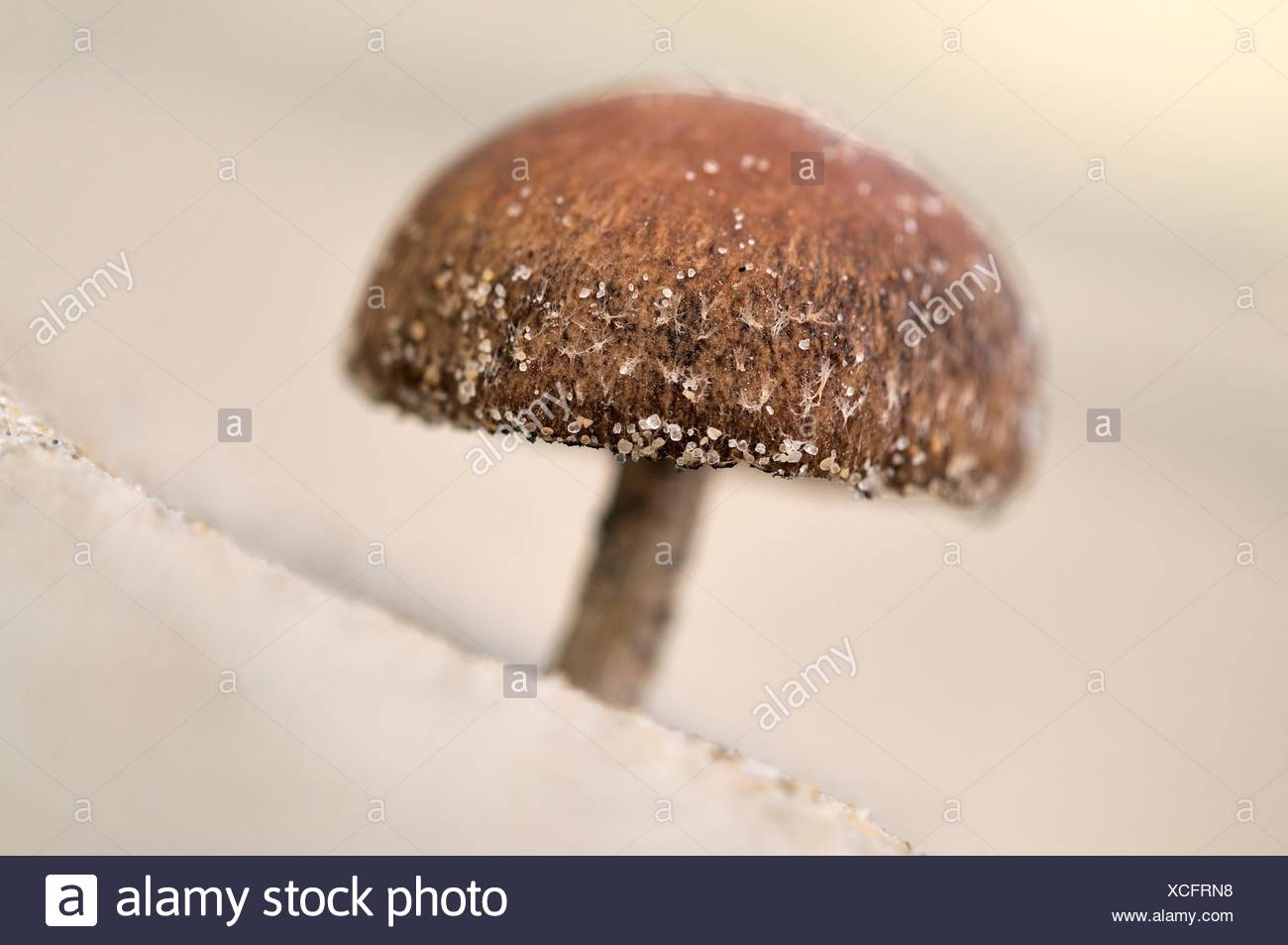 Dune Mushroom High Resolution Stock Photography and Images - Alamy