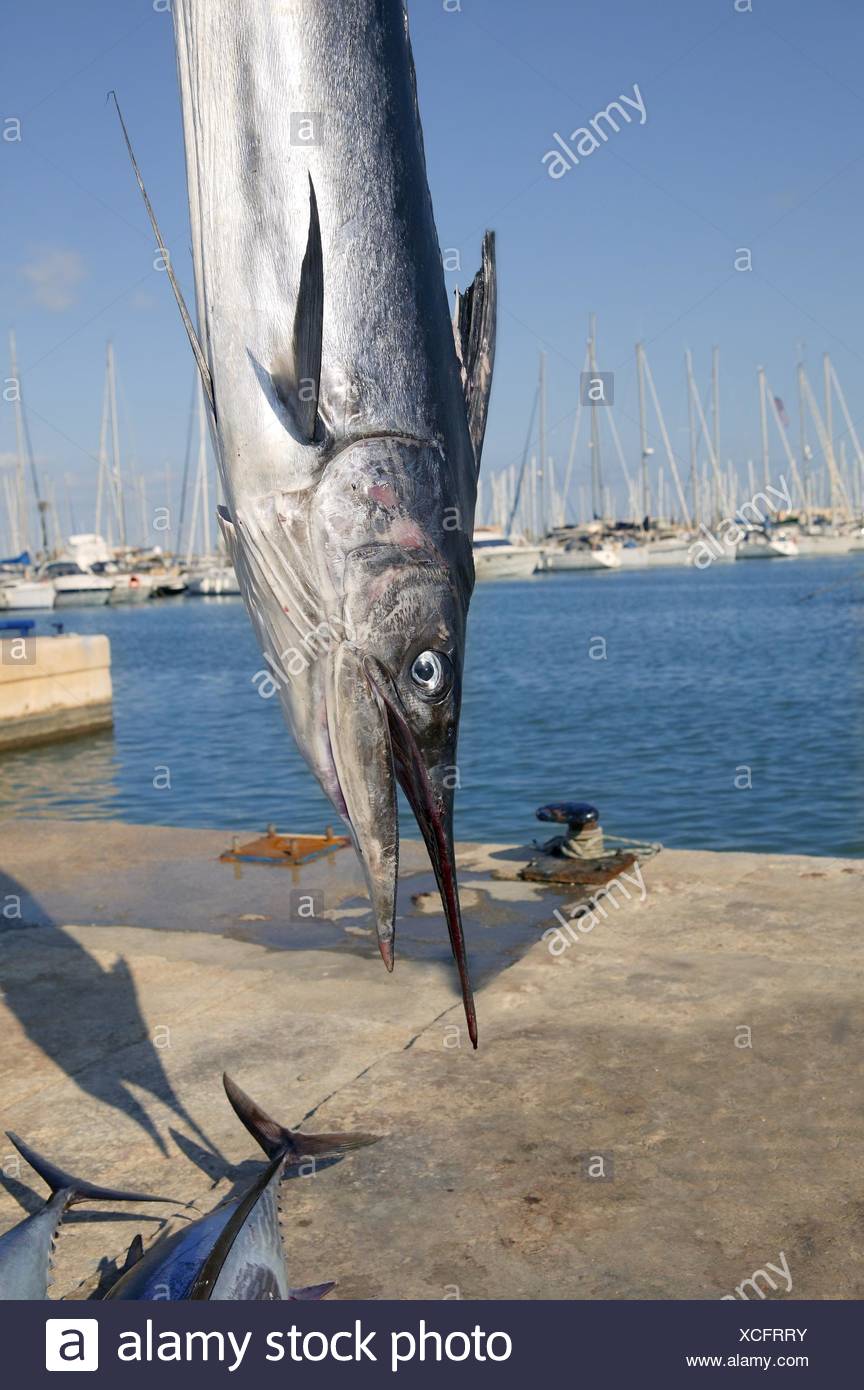 Mediterranean Spearfish High Resolution Stock Photography and Images ...