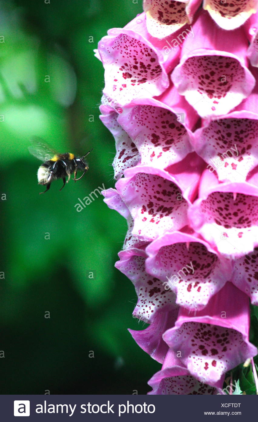 Fingerhut High Resolution Stock Photography and Images - Alamy