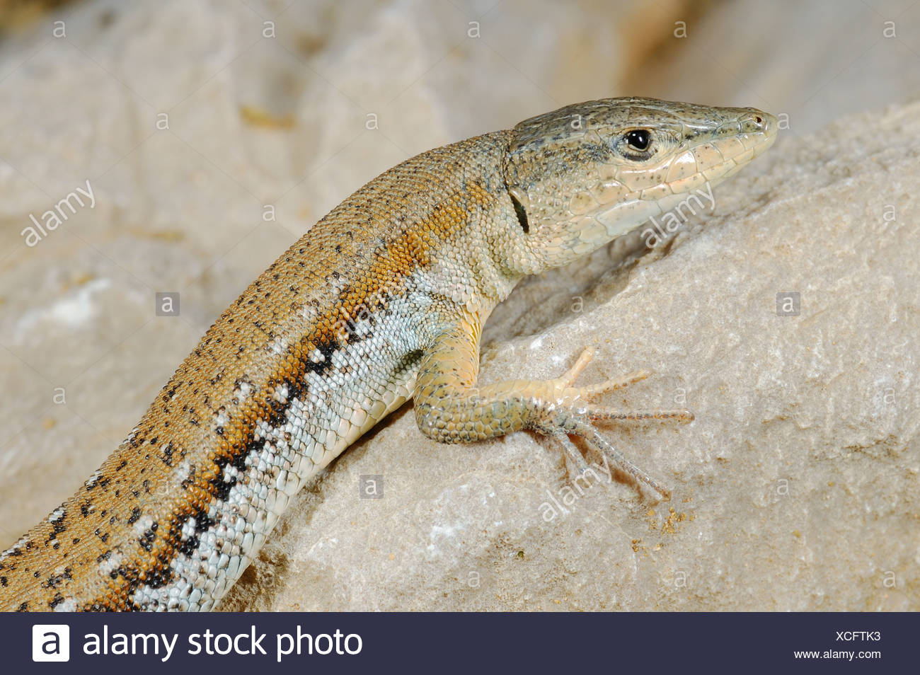 Mesalina Balfouri High Resolution Stock Photography and Images - Alamy