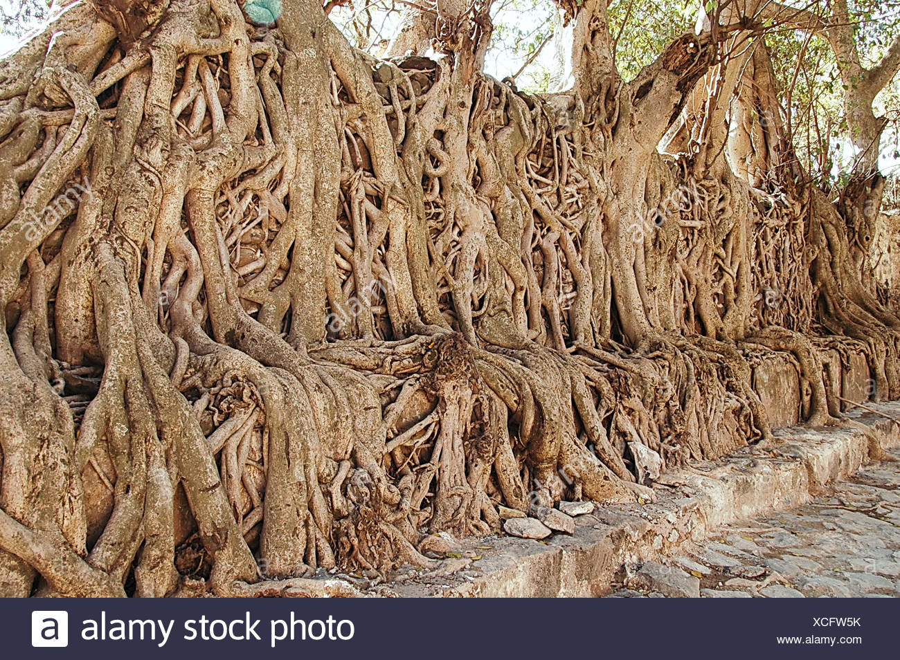 African Roots High Resolution Stock Photography and Images - Alamy