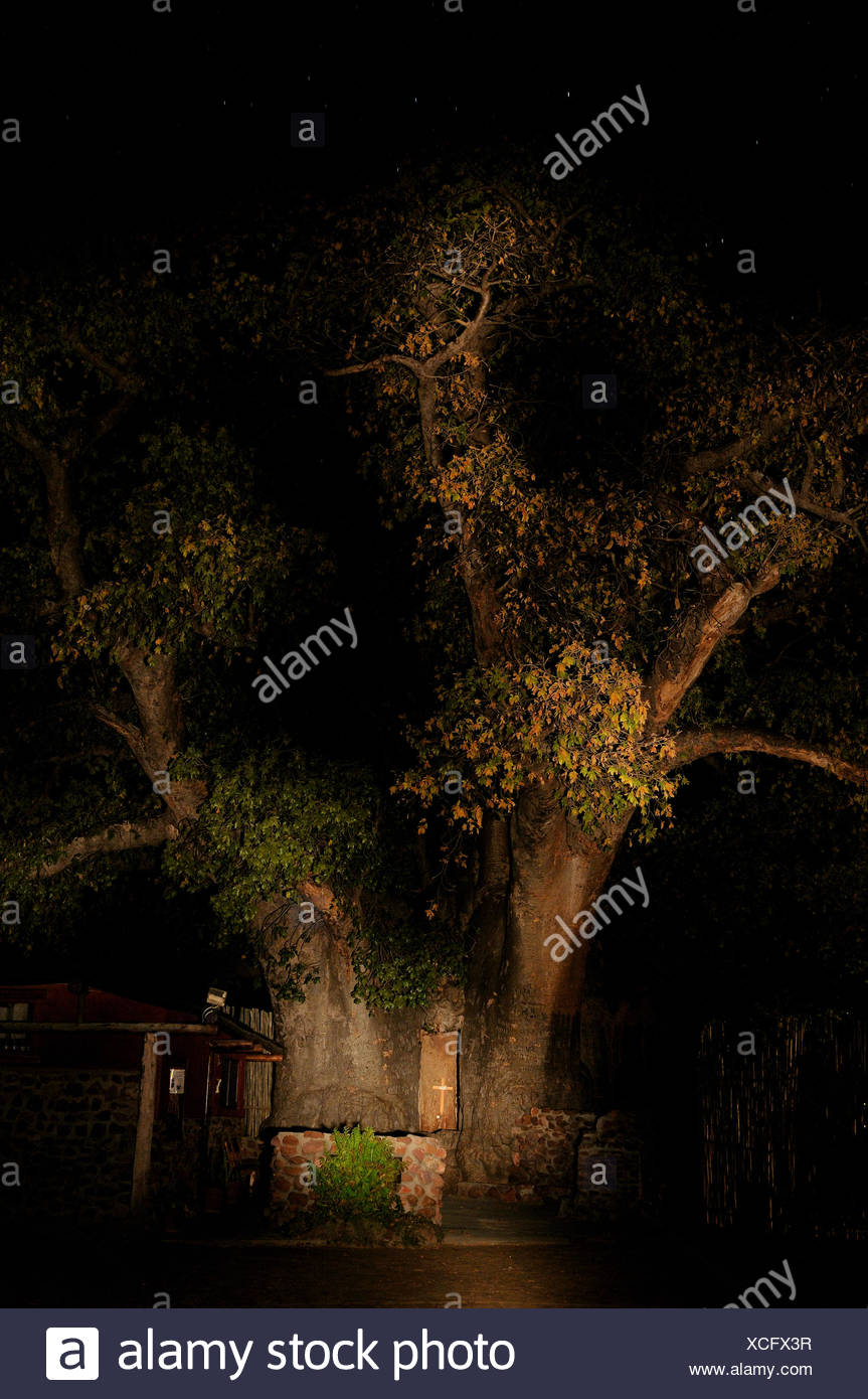 Hollow Baobab Tree Africa High Resolution Stock Photography and Images ...