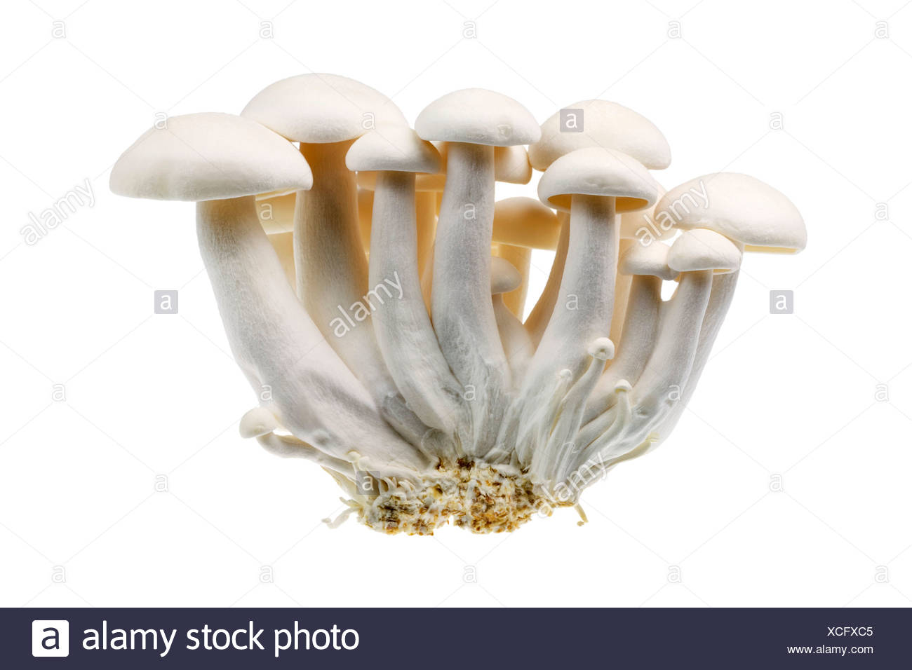 Clump Of Mushrooms High Resolution Stock Photography and Images - Alamy