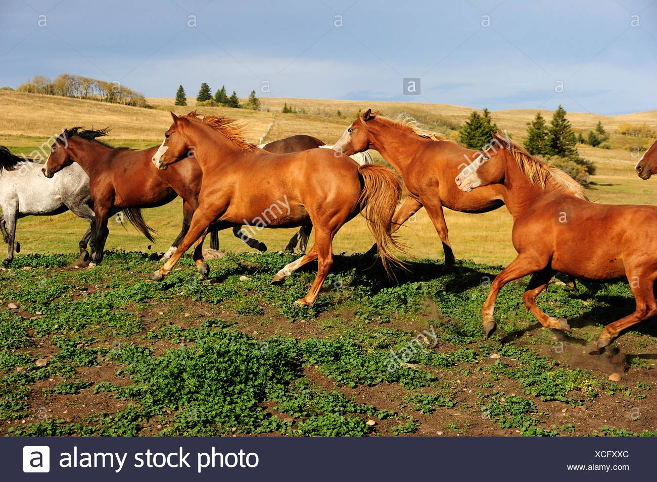 Horse Herd Galloping High Resolution Stock Photography and Images - Alamy