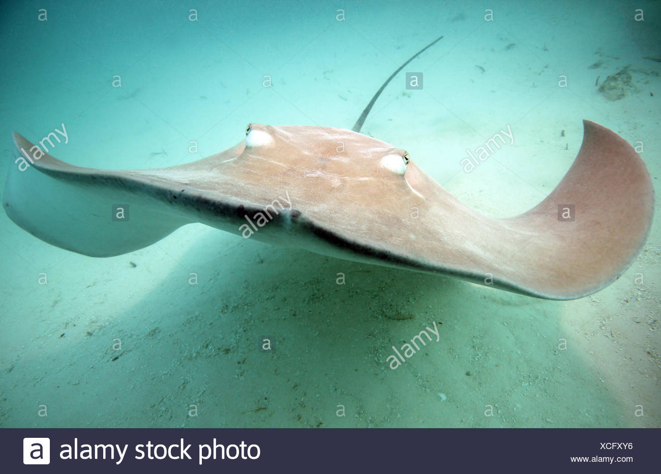 Pink Whipray High Resolution Stock Photography and Images - Alamy