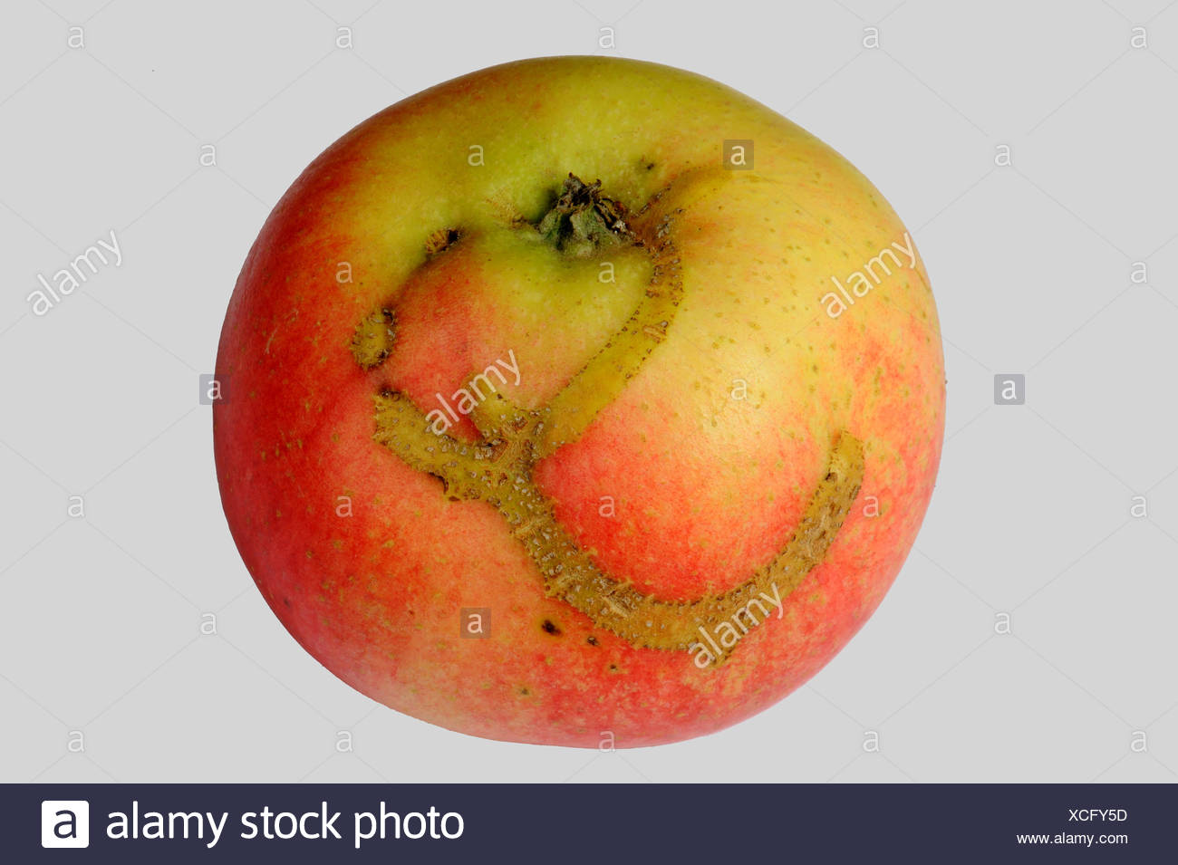 Sawfly Larva High Resolution Stock Photography and Images - Alamy