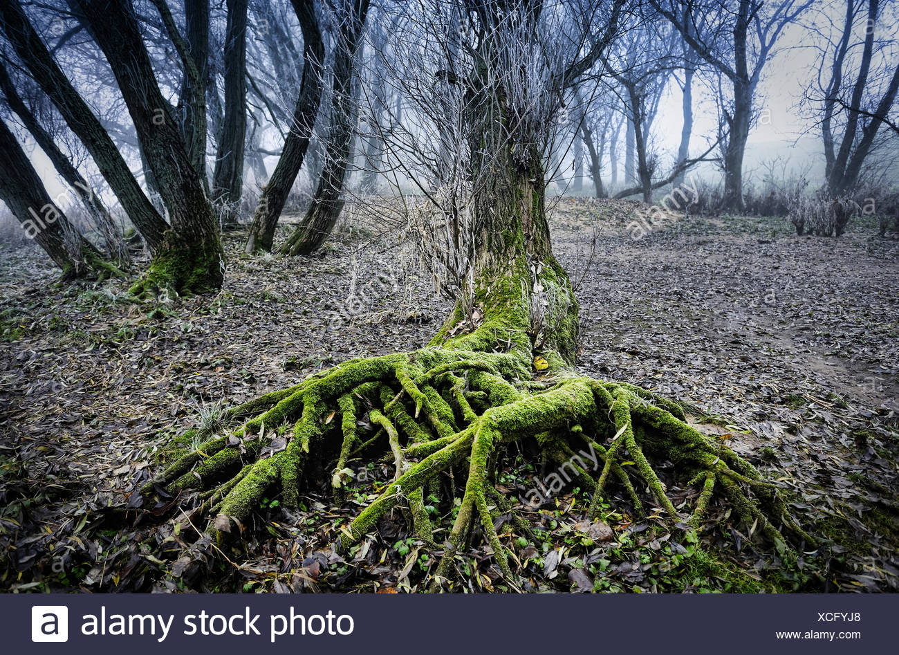 River Bank Tree Roots Stock Photos & River Bank Tree Roots Stock Images ...