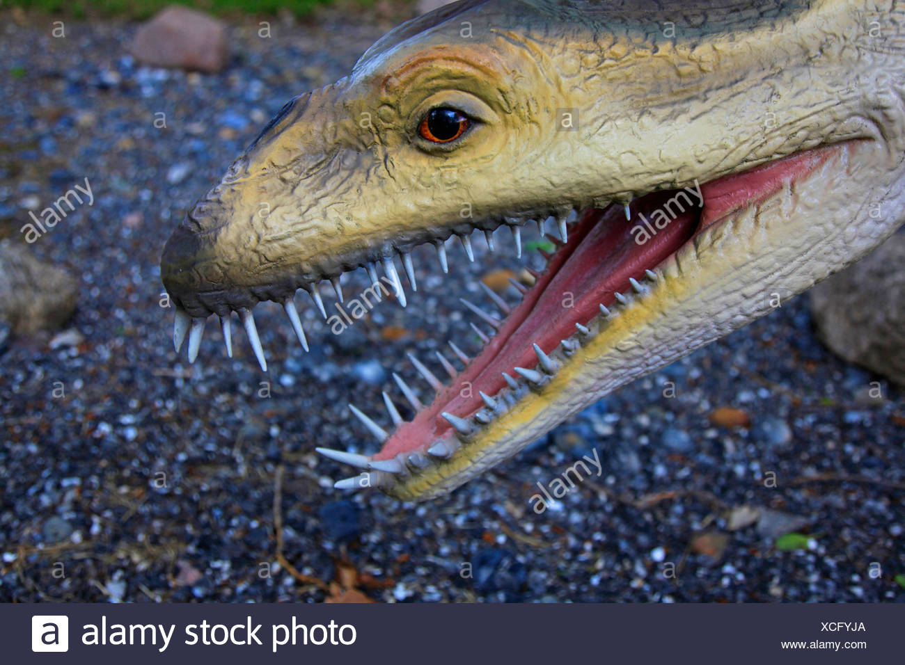 Nothosaurus Stock Photos & Nothosaurus Stock Images - Alamy