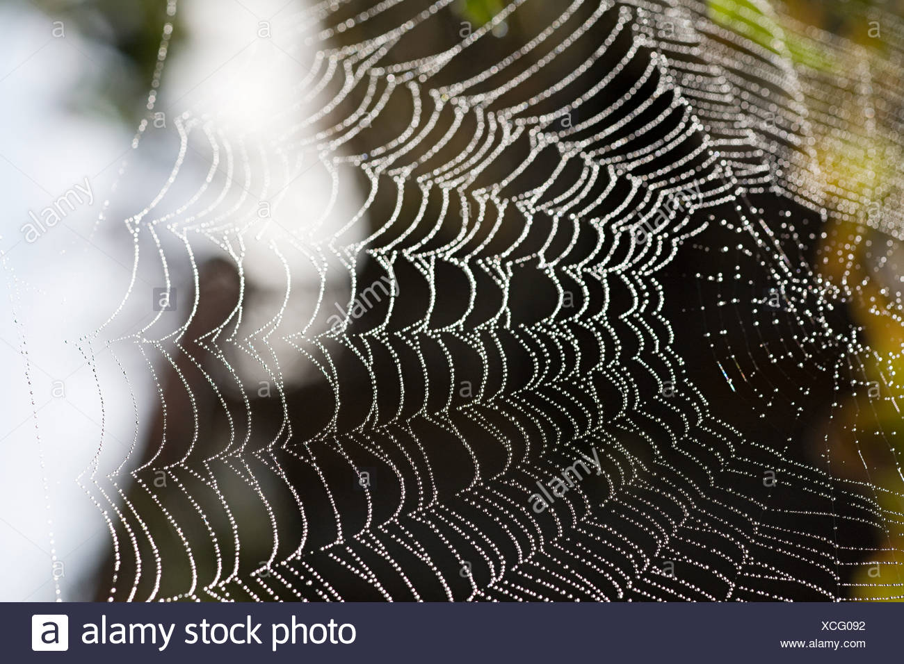 Spider Up Close High Resolution Stock Photography and Images - Alamy