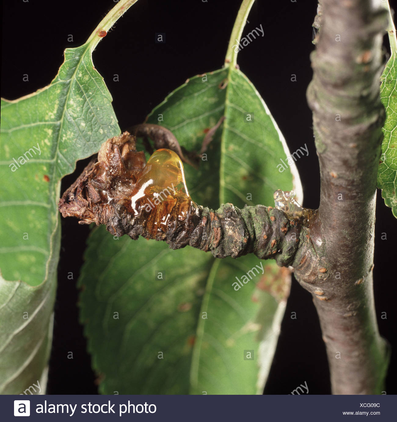 Tree Canker Stock Photos & Tree Canker Stock Images - Alamy