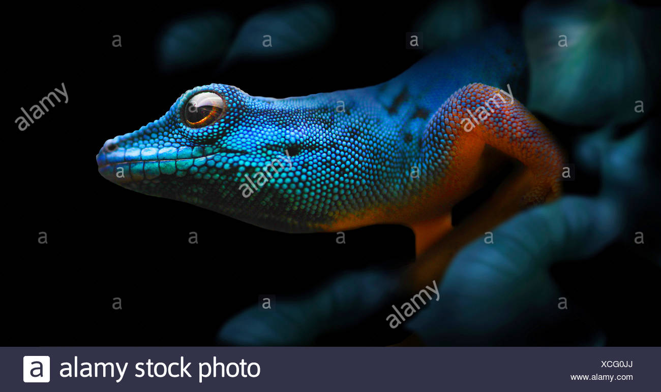 Reptile Species High Resolution Stock Photography and Images - Alamy