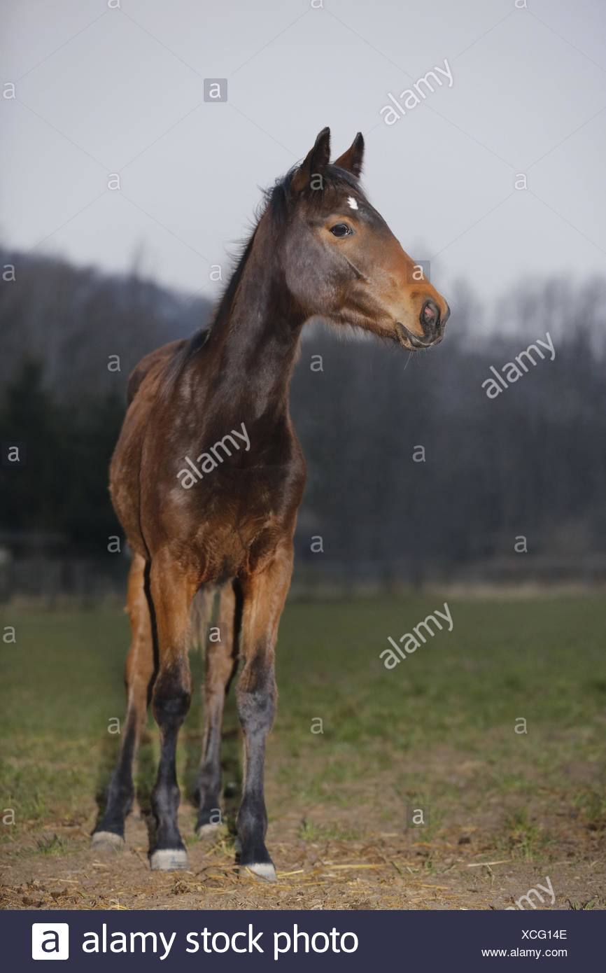 Yearling Mare Stock Photos & Yearling Mare Stock Images - Alamy