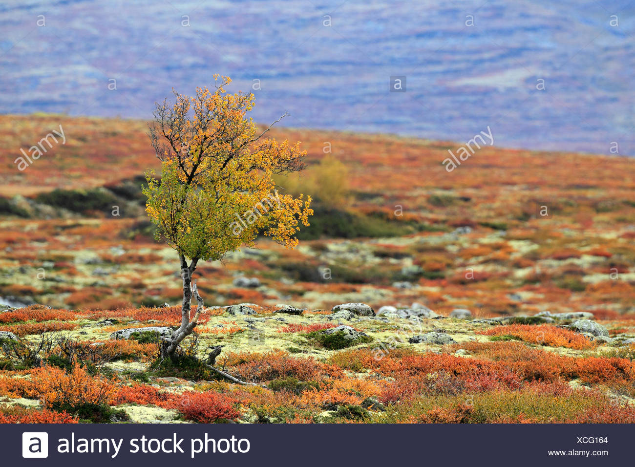 Dovrefjell Sunndalsfjella Nationalpark High Resolution Stock ...