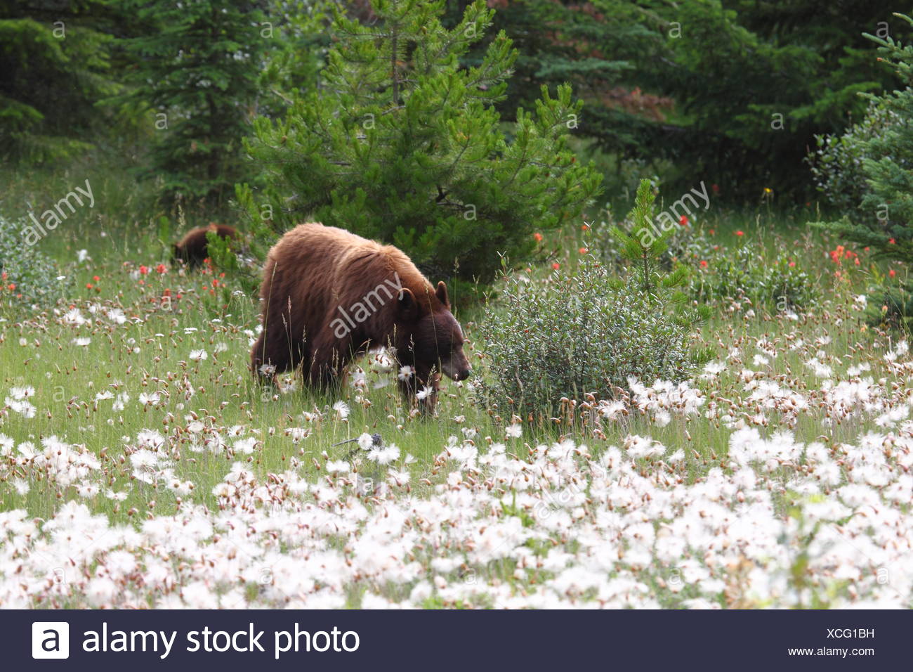 American Black Bears High Resolution Stock Photography and Images - Alamy