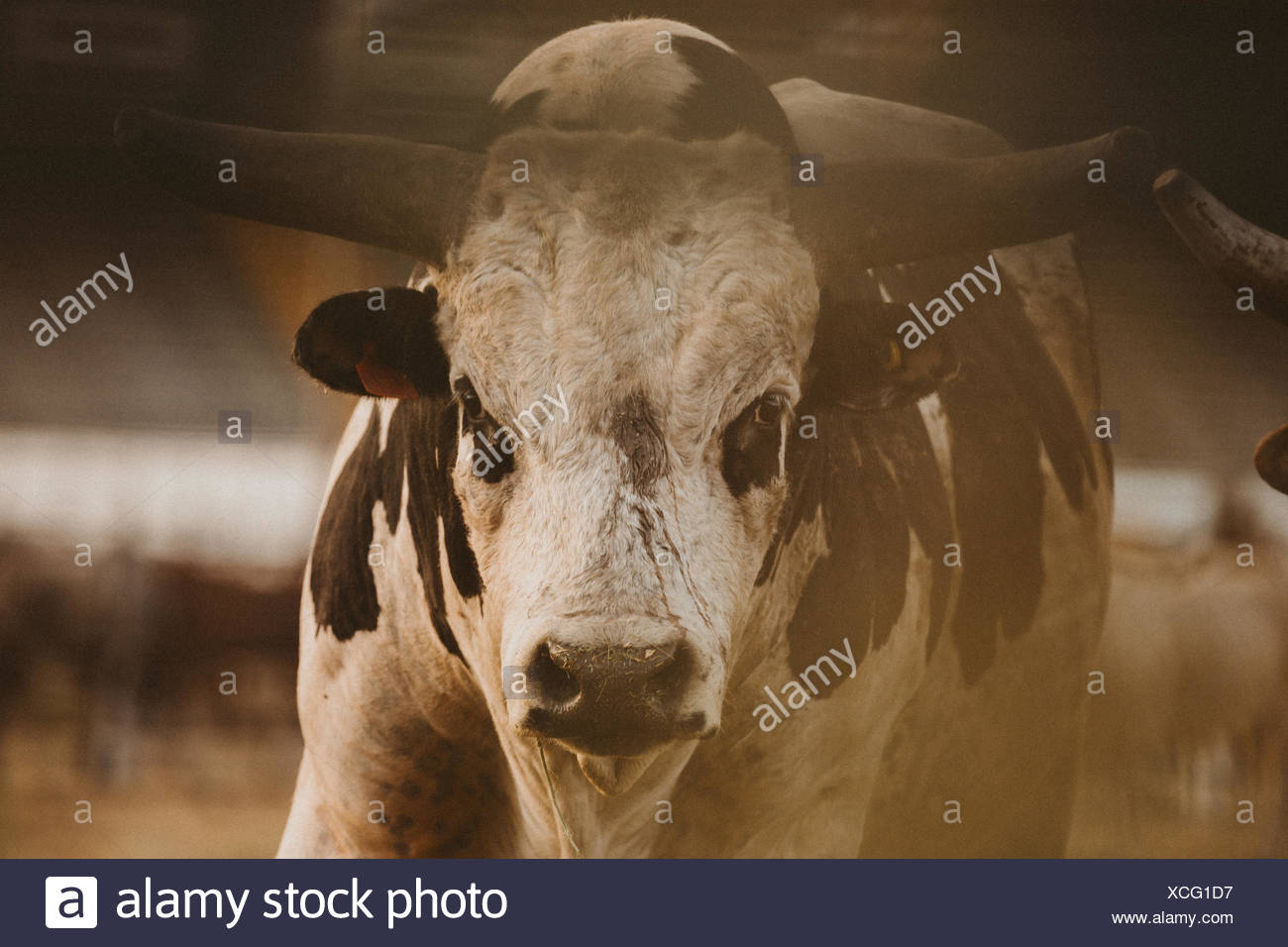 Rodeo High Resolution Stock Photography and Images - Alamy