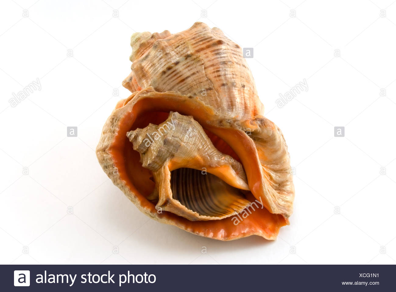 Shell Limestone Stock Photos & Shell Limestone Stock Images - Alamy