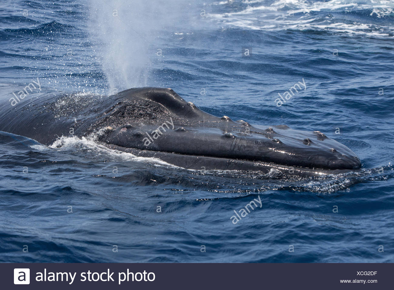 Whale On Surface High Resolution Stock Photography and Images - Alamy