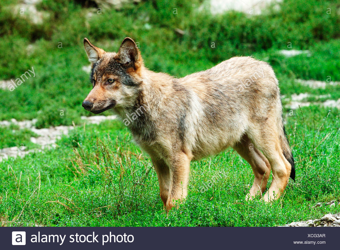 Crying Wolf Stock Photos & Crying Wolf Stock Images - Alamy