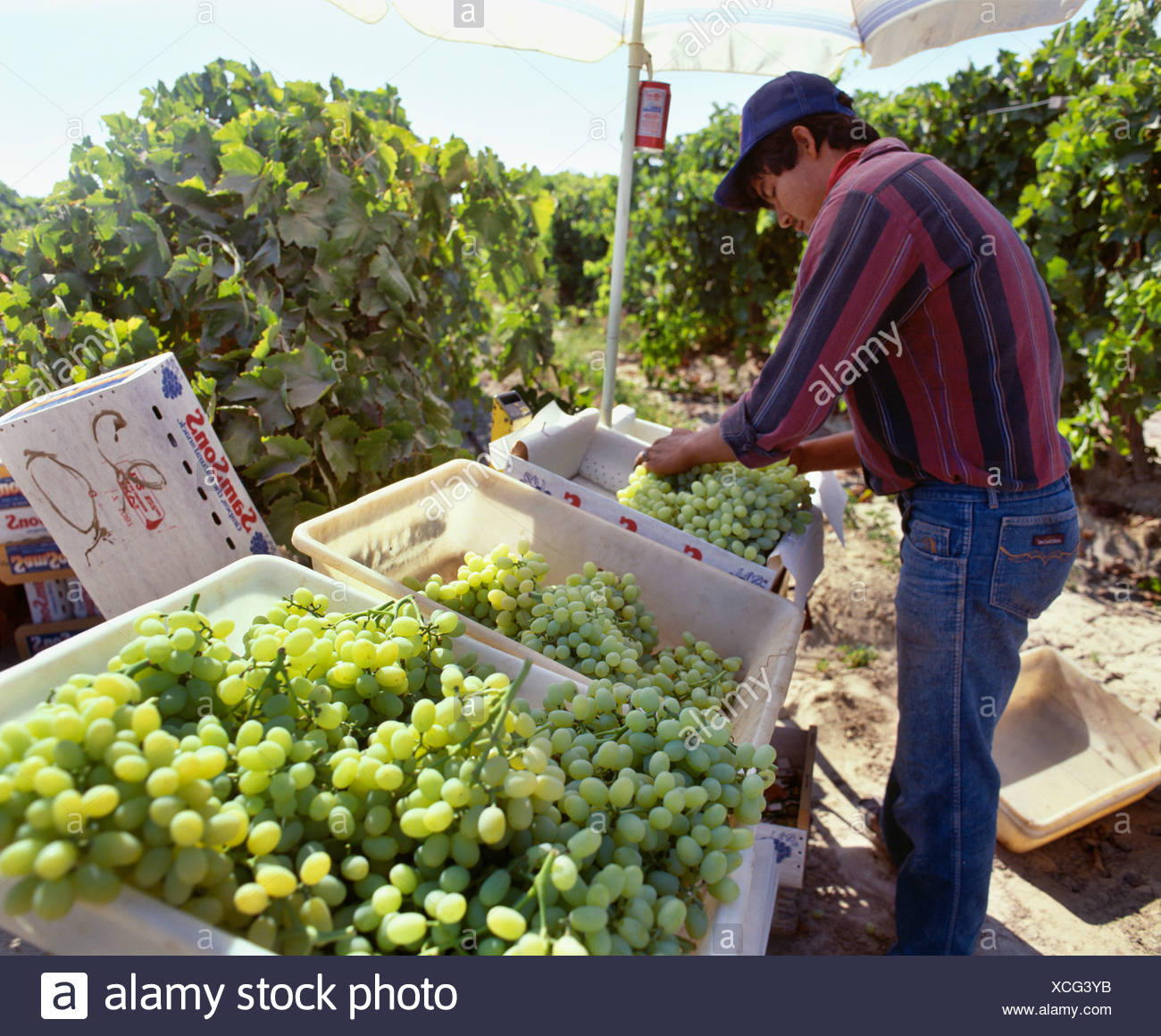 Thompson Seedless High Resolution Stock Photography and Images - Alamy