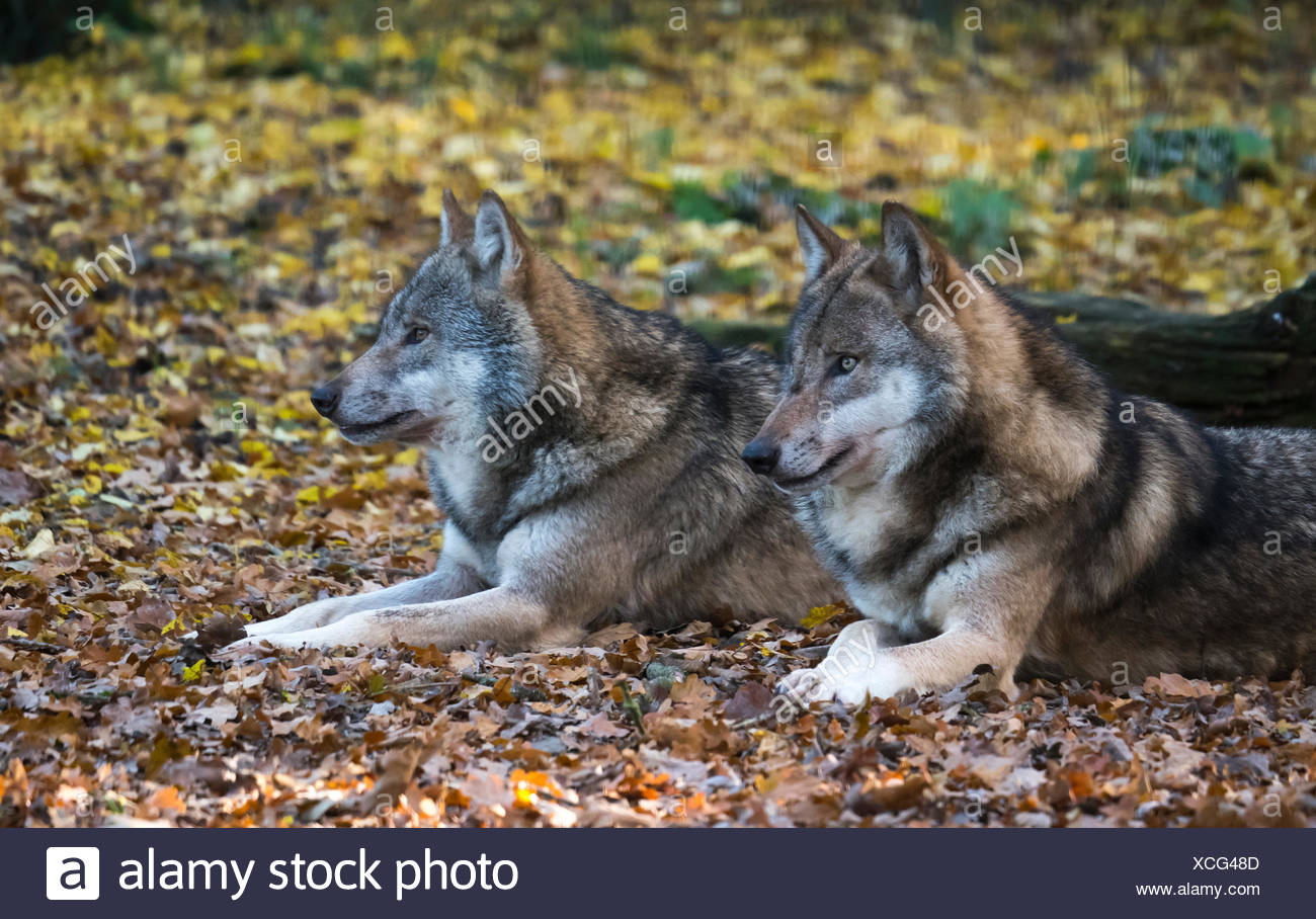 Two Foliage Leaves High Resolution Stock Photography and Images - Alamy
