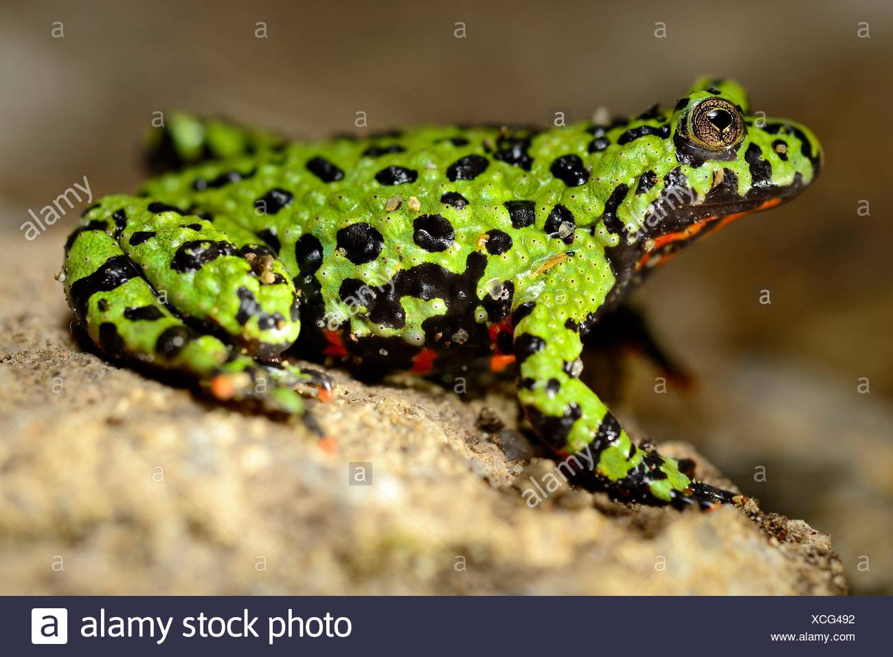 Bombina Orientalis Fire Bellied Toad High Resolution Stock Photography ...