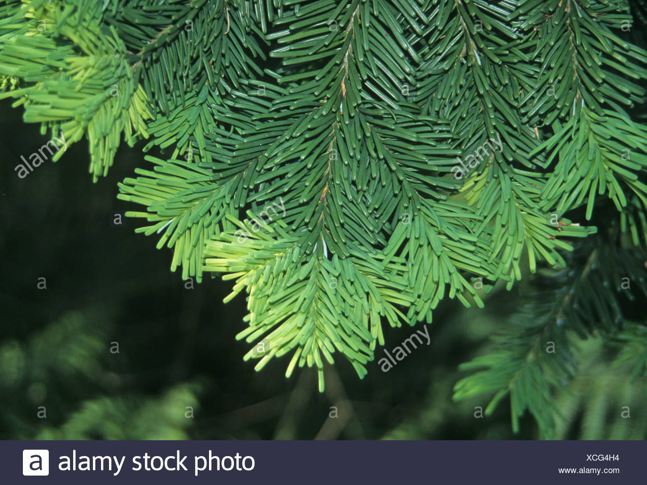 Abies Amabilis High Resolution Stock Photography and Images - Alamy