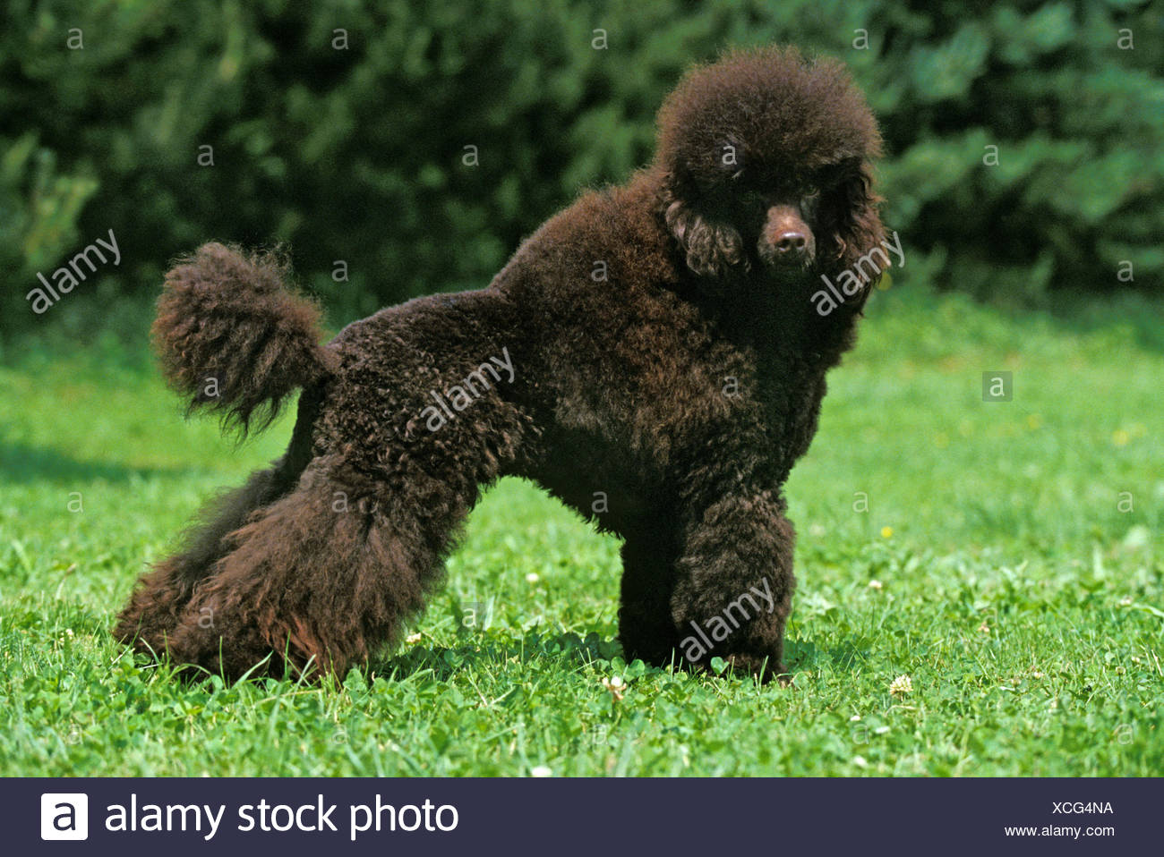 Black Miniature Poodle High Resolution Stock Photography and Images - Alamy