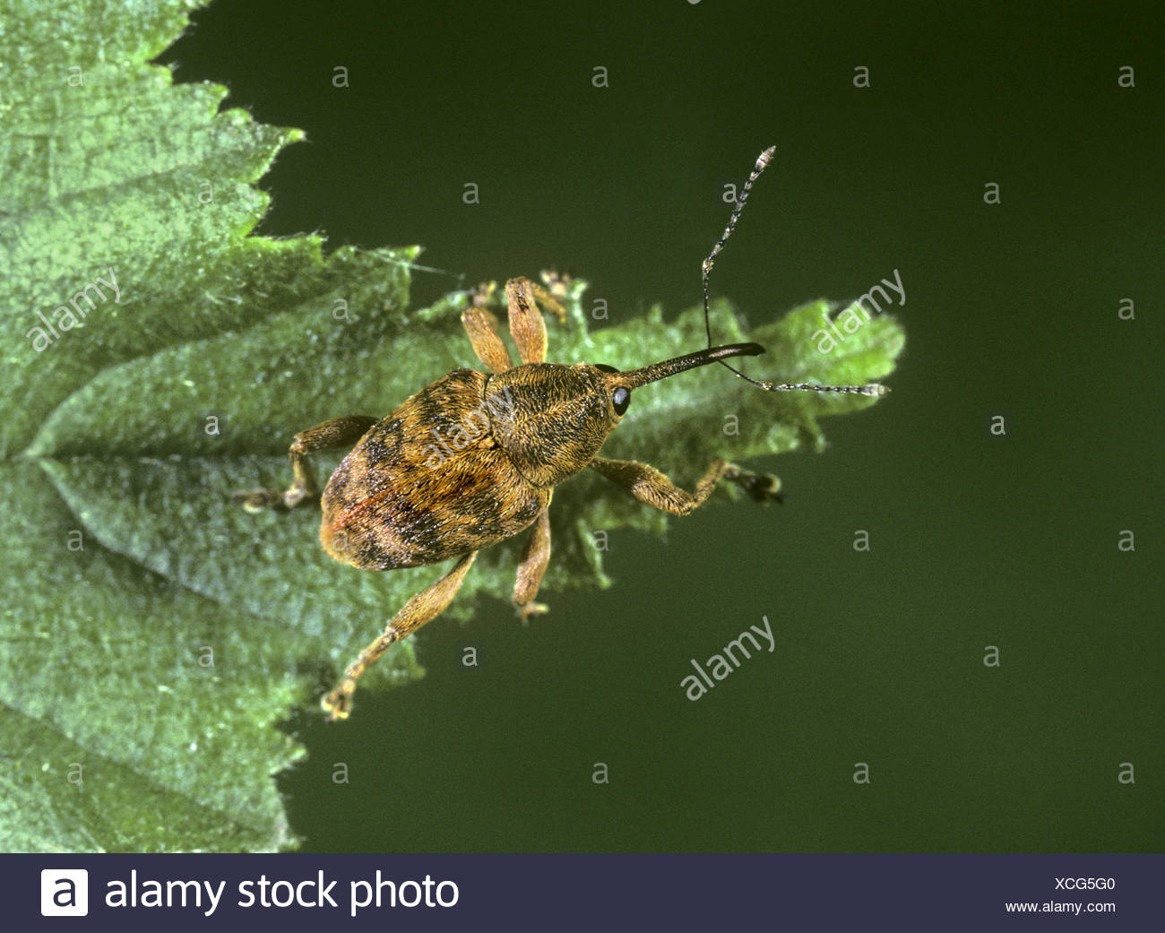 Nucum High Resolution Stock Photography and Images - Alamy