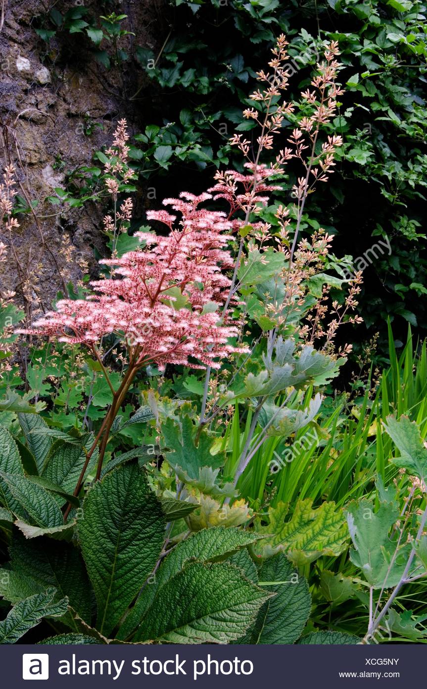 Rodgersia Pinnata Superba High Resolution Stock Photography and Images ...