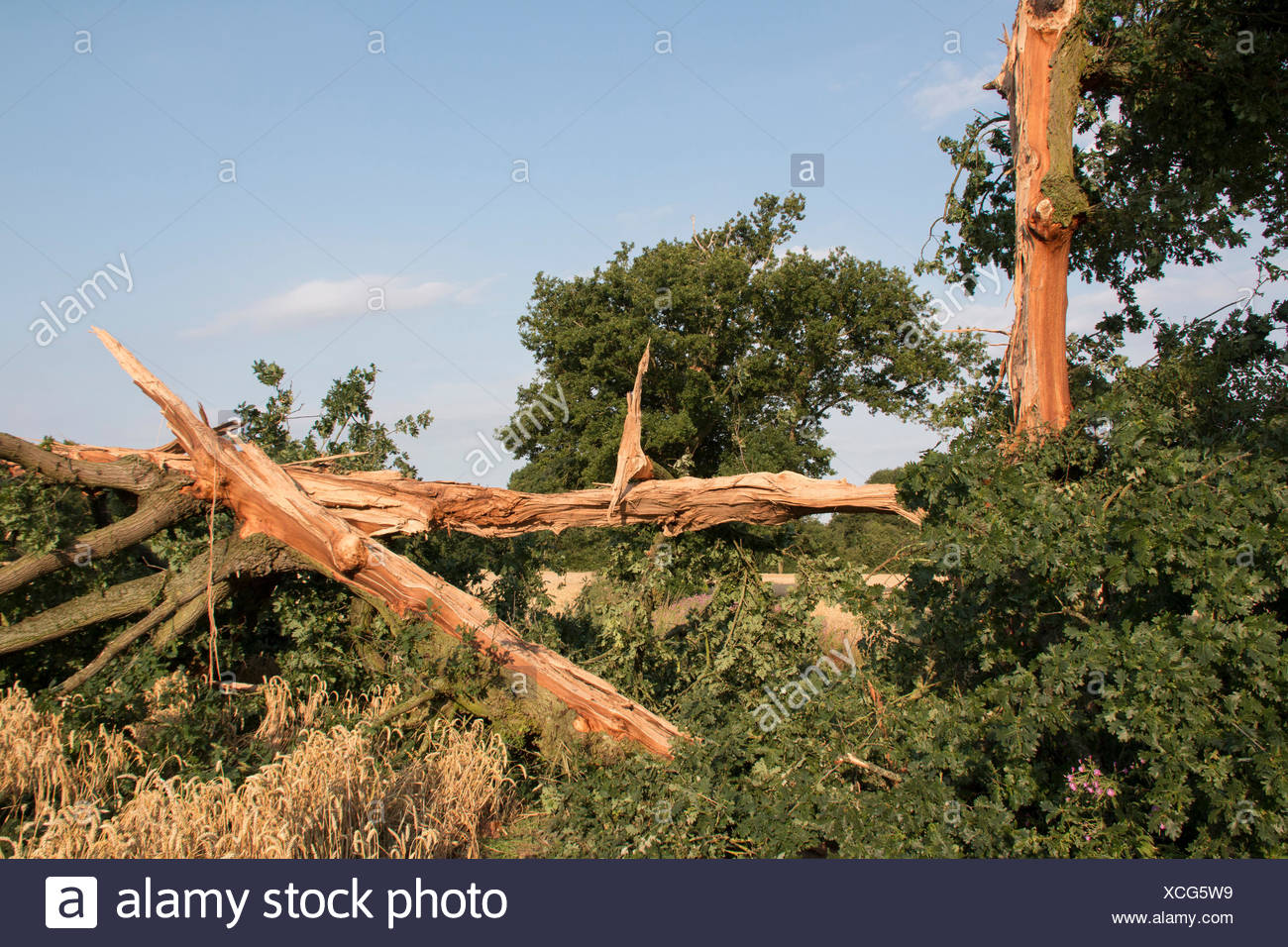 Lightning Struck Tree High Resolution Stock Photography and Images - Alamy