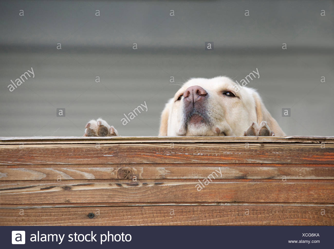 Dog Looking Over Fence High Resolution Stock Photography and Images - Alamy