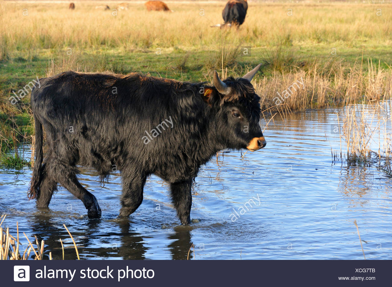 Heck Bull High Resolution Stock Photography and Images - Alamy