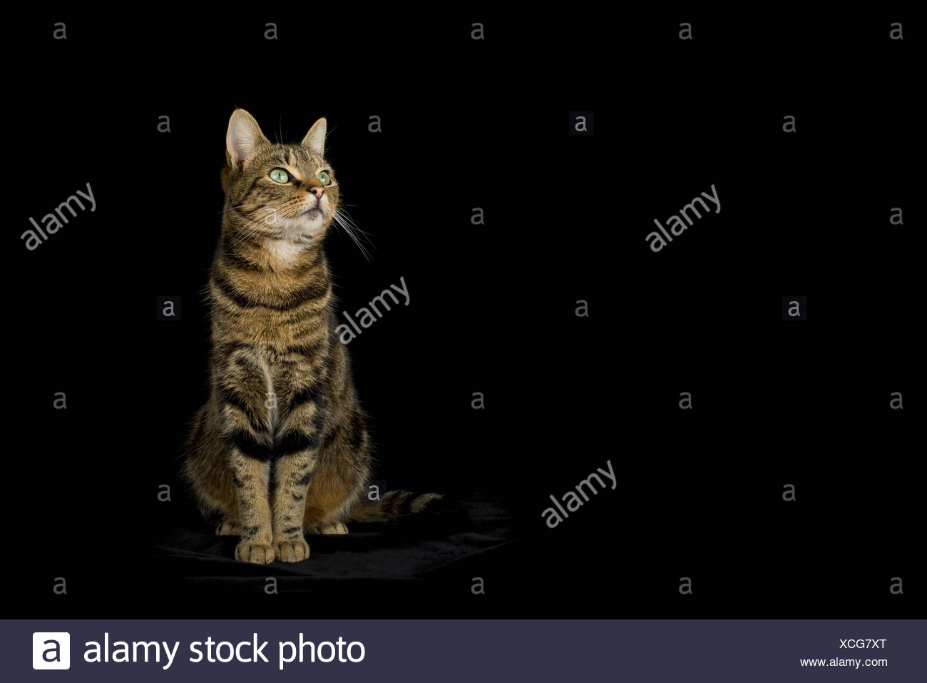 Plain Tabby High Resolution Stock Photography and Images - Alamy
