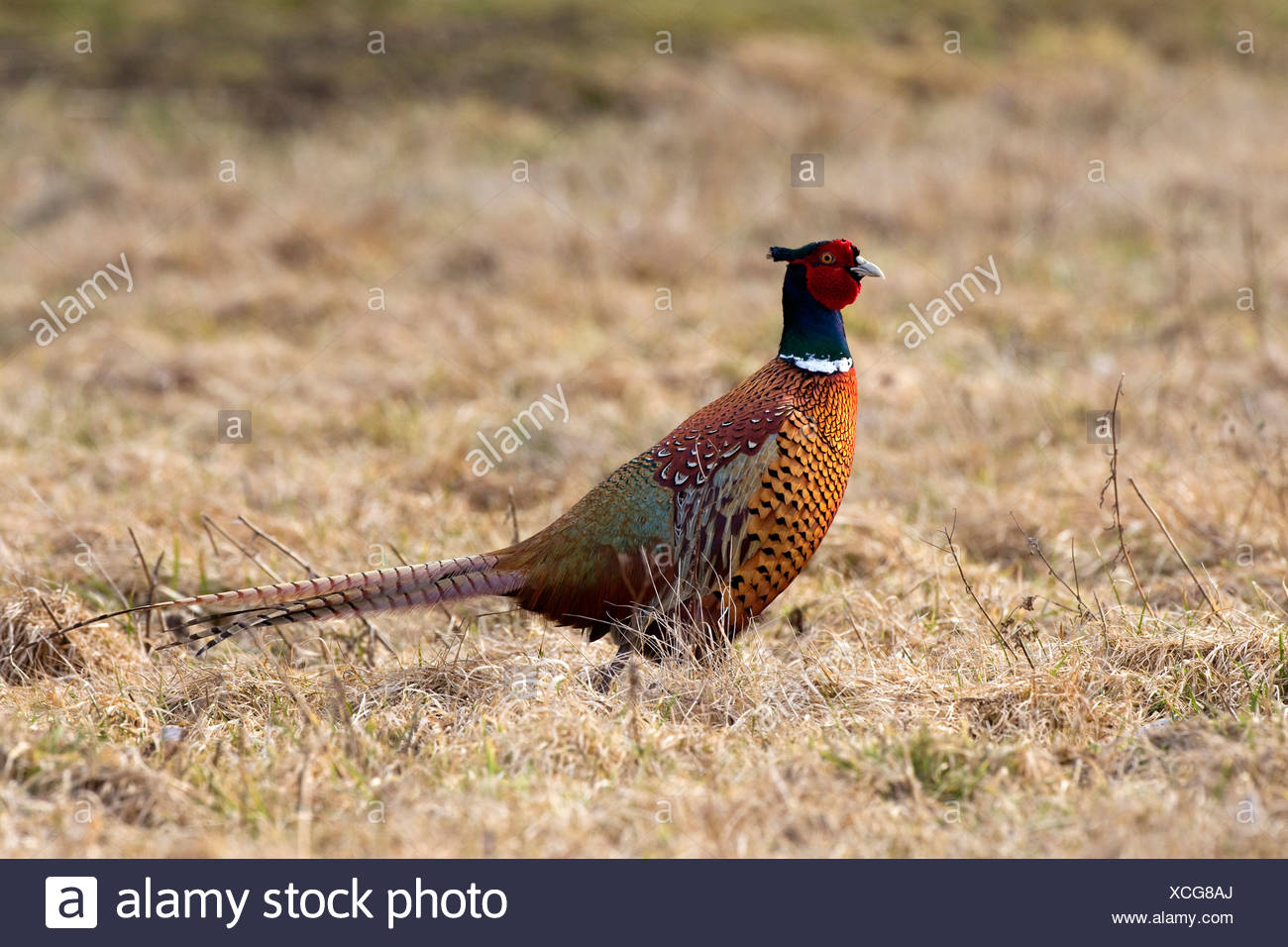 Rooster Pheasant High Resolution Stock Photography and Images - Alamy
