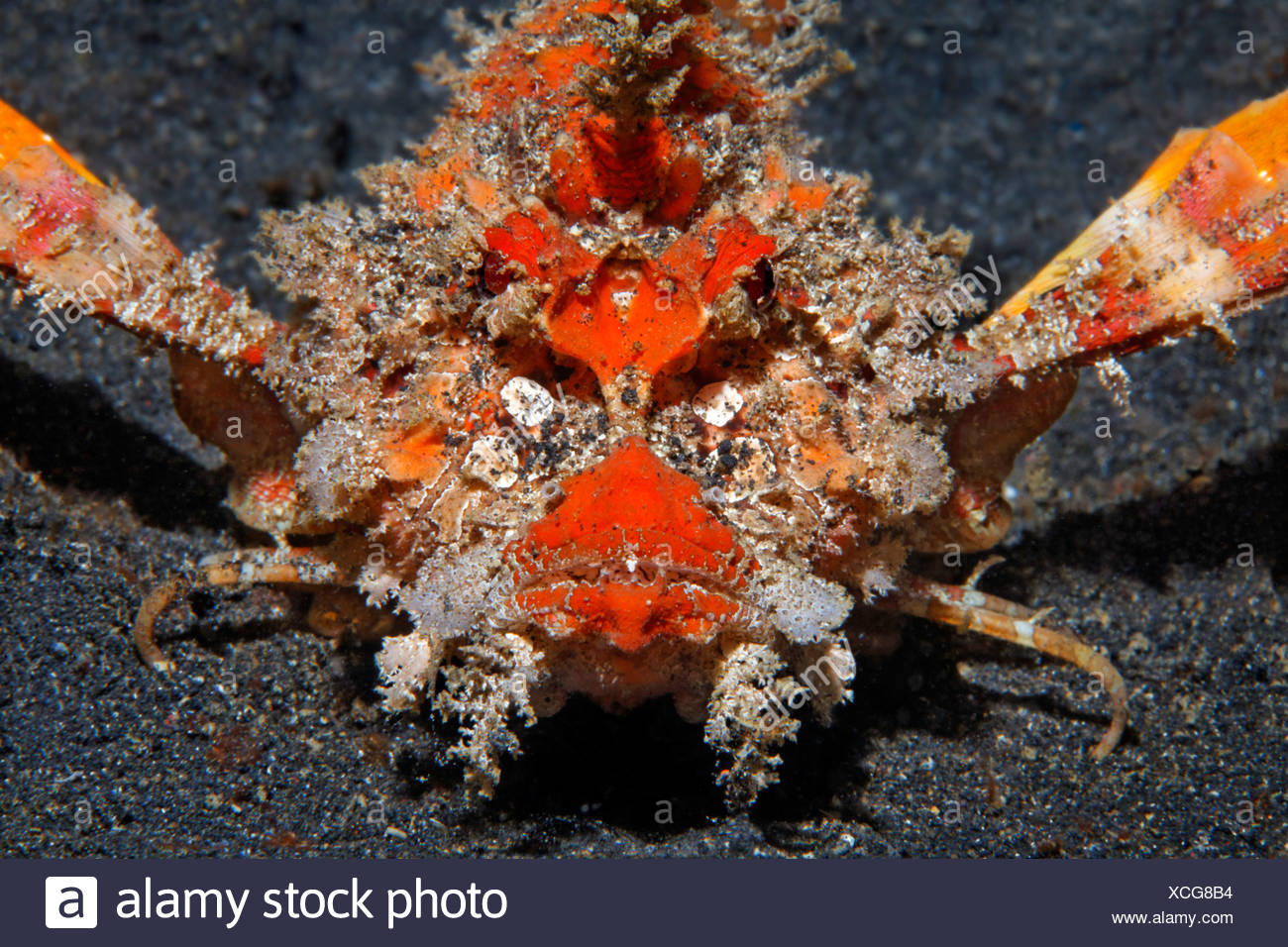Bearded Ghoul Fish High Resolution Stock Photography and Images - Alamy