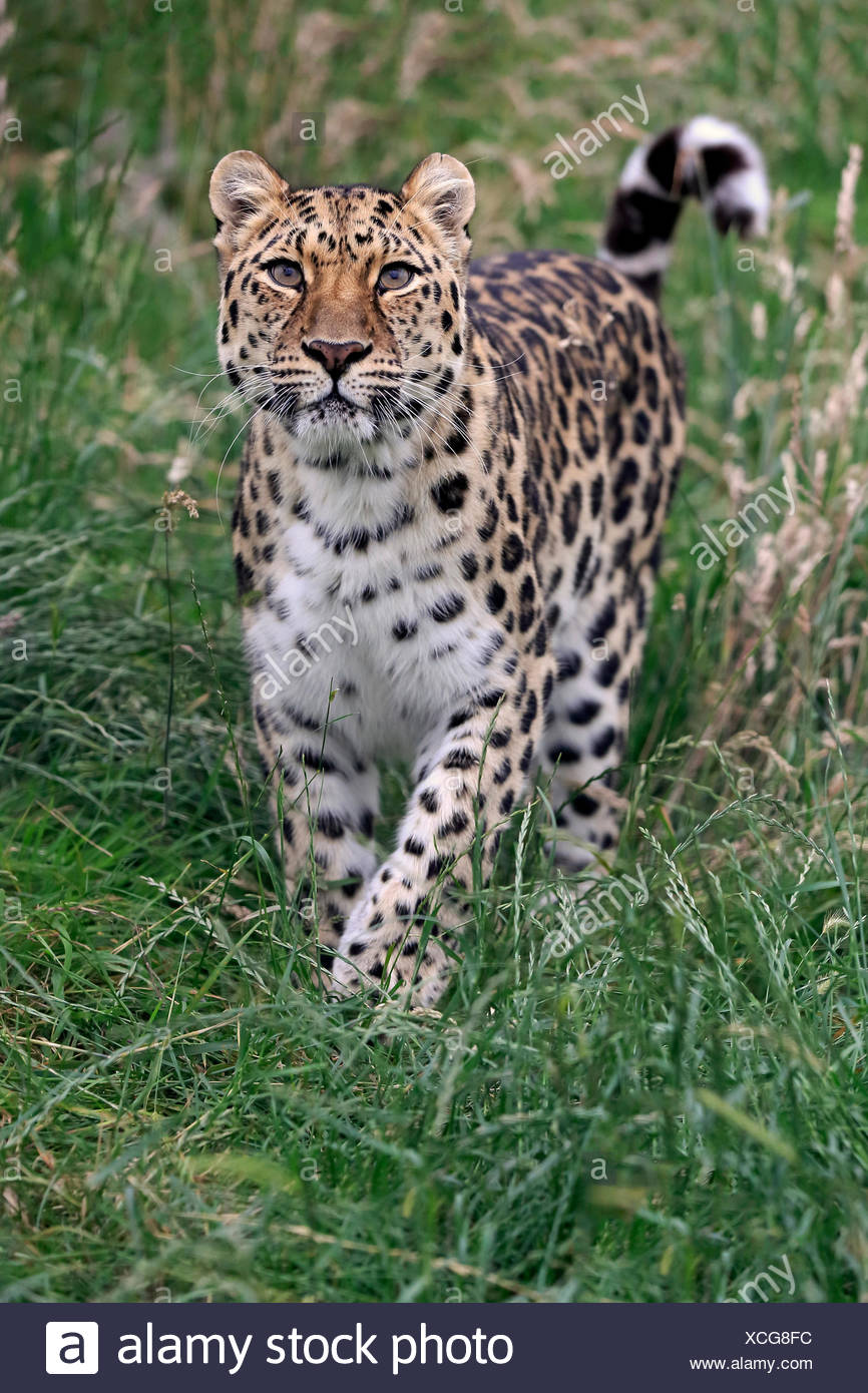 Amur Leopard Asia Panthera Pardus High Resolution Stock Photography and ...