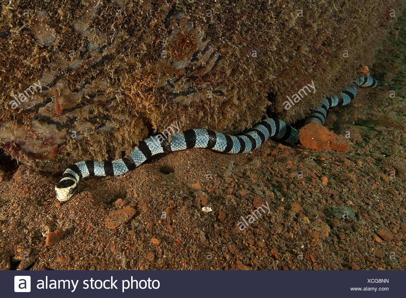 Yellow Banded Sea Snake High Resolution Stock Photography and Images ...