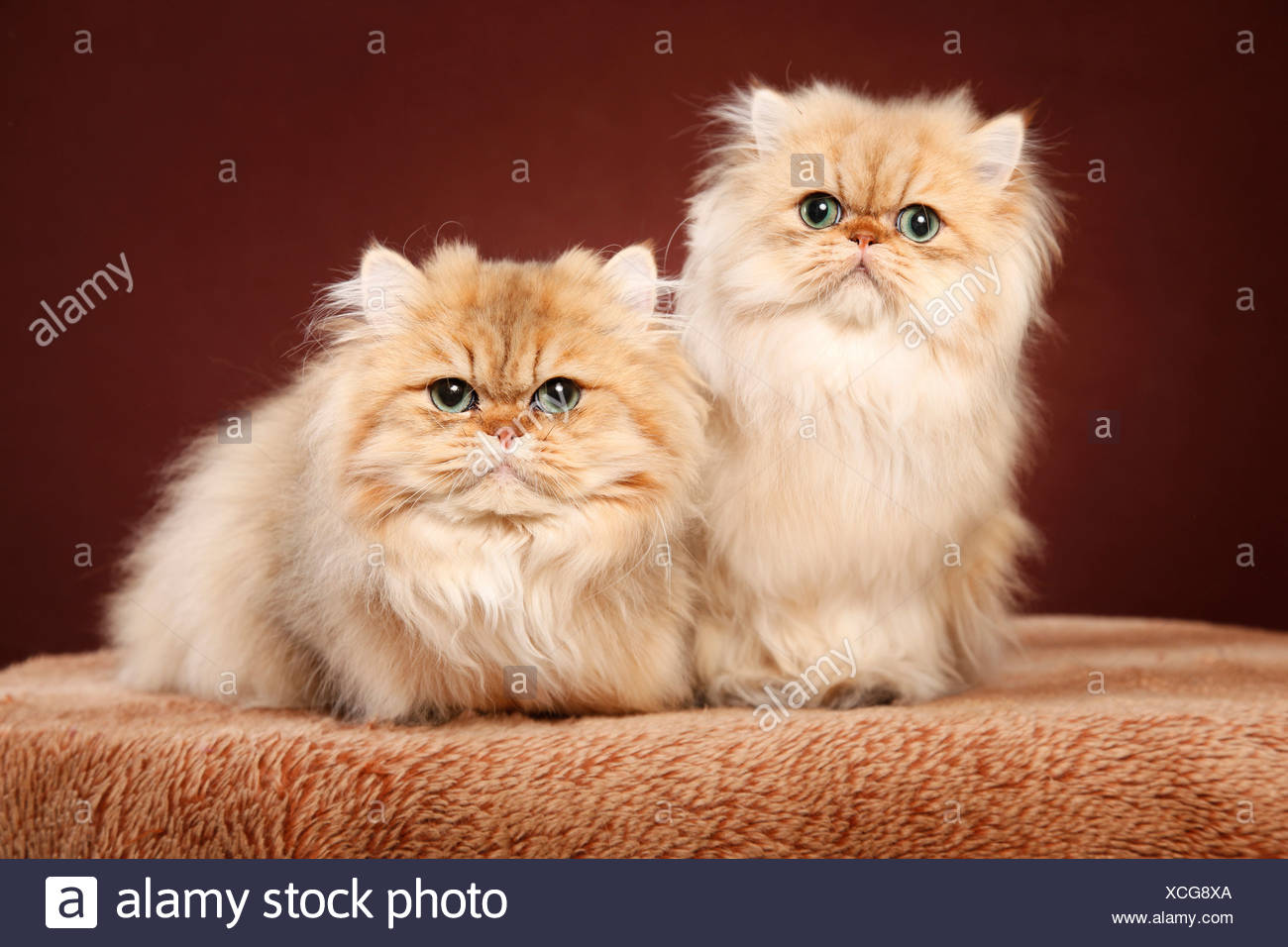 Golden Persian Cat High Resolution Stock Photography and Images - Alamy