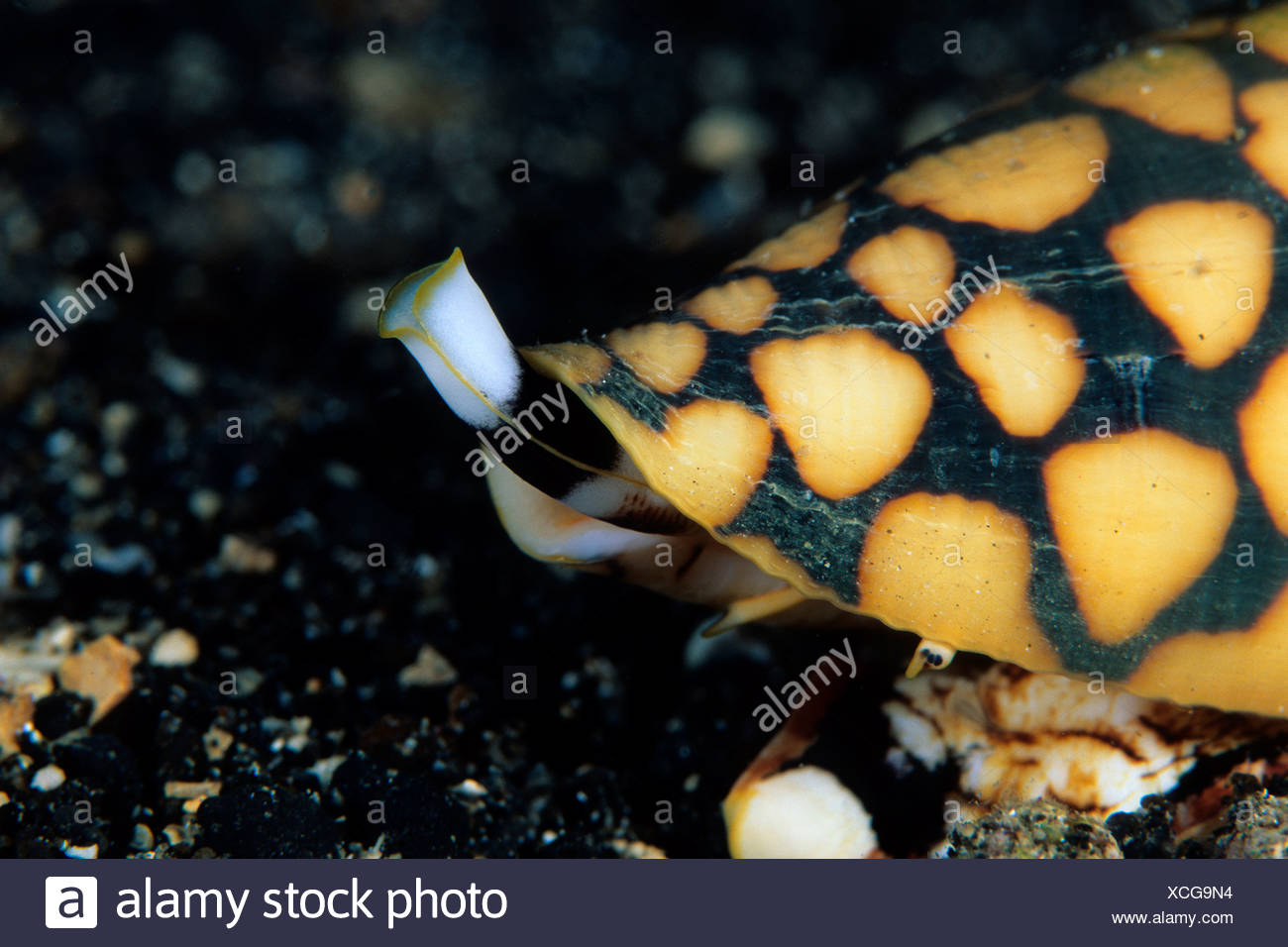 Papua New Guinea Shell High Resolution Stock Photography and Images - Alamy