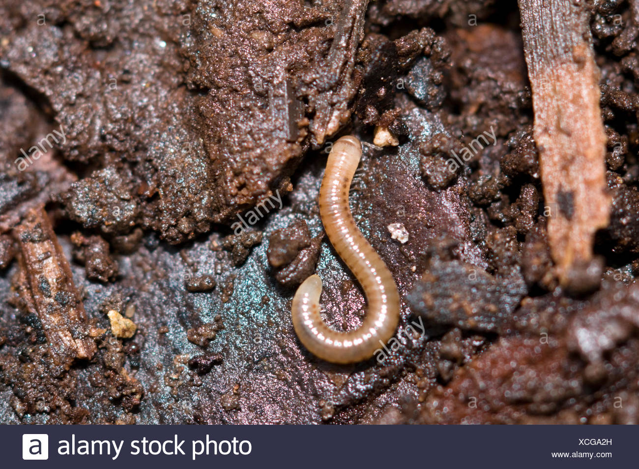 Nematodes Soil Stock Photos & Nematodes Soil Stock Images - Alamy