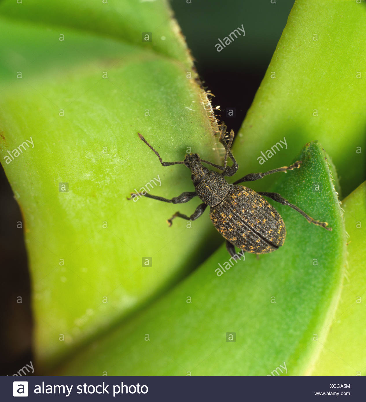 Vine Weevil Damage High Resolution Stock Photography and Images - Alamy