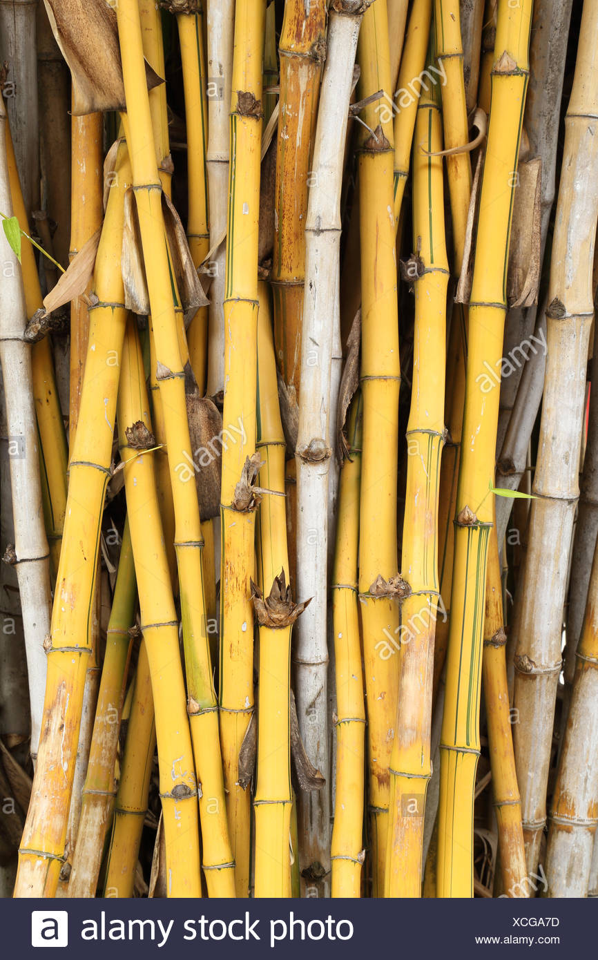 Yellow Bamboo Stock Photos & Yellow Bamboo Stock Images - Alamy