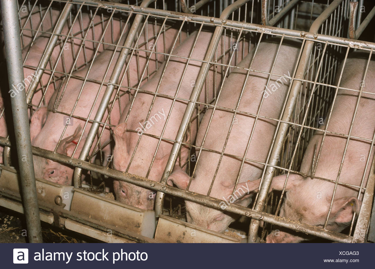Fattening Pigs High Resolution Stock Photography and Images - Alamy