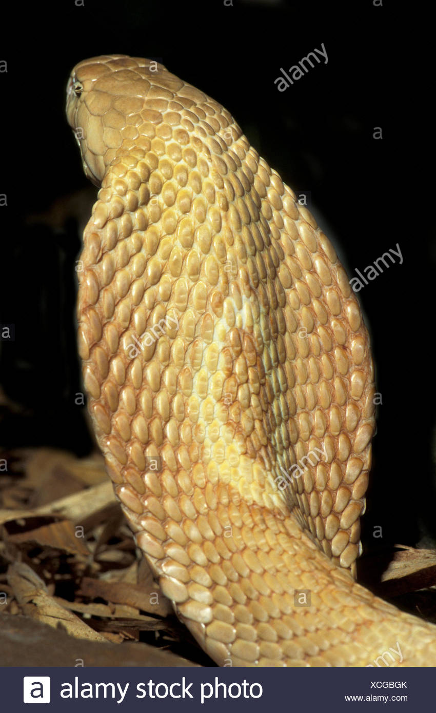 Monocled Cobra High Resolution Stock Photography and Images - Alamy