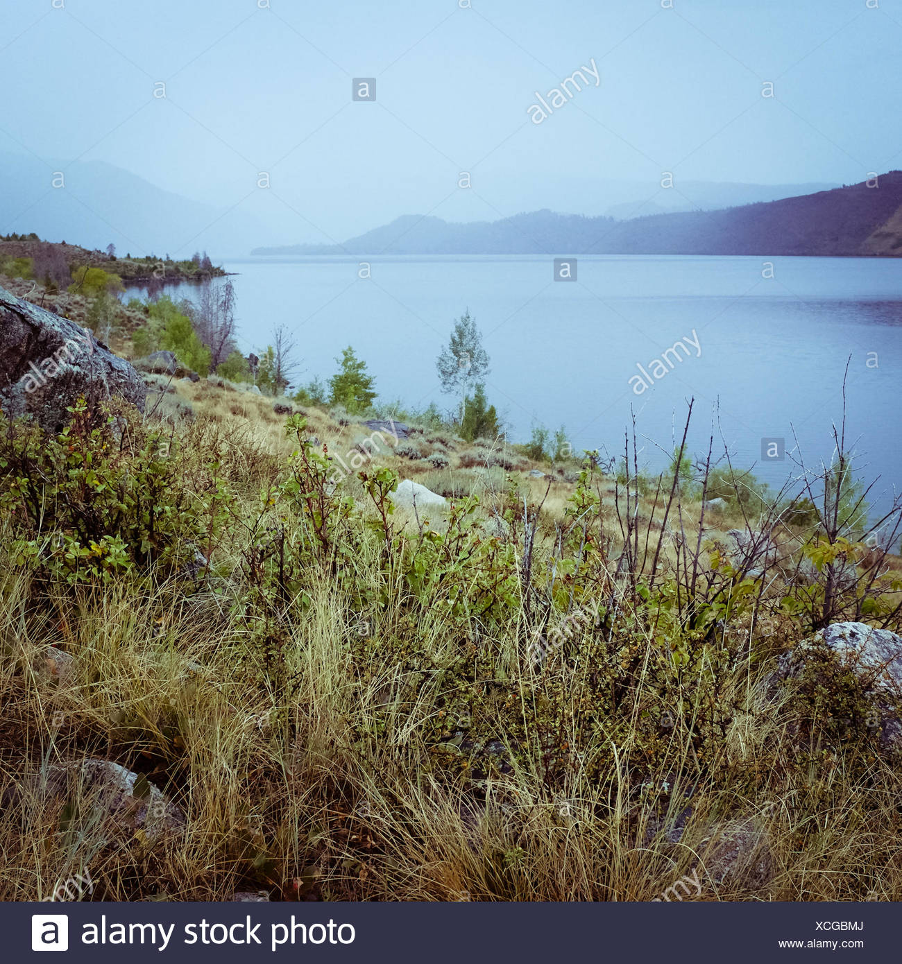 River Grass High Resolution Stock Photography and Images - Alamy