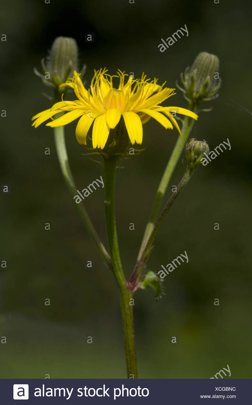 Hawkweed Oxtongue High Resolution Stock Photography and Images - Alamy